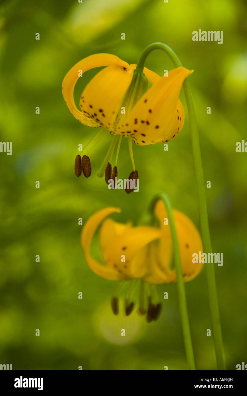 A Tiger Lily flower in Rock Creek Canyon in California Stock Photo - Alamy