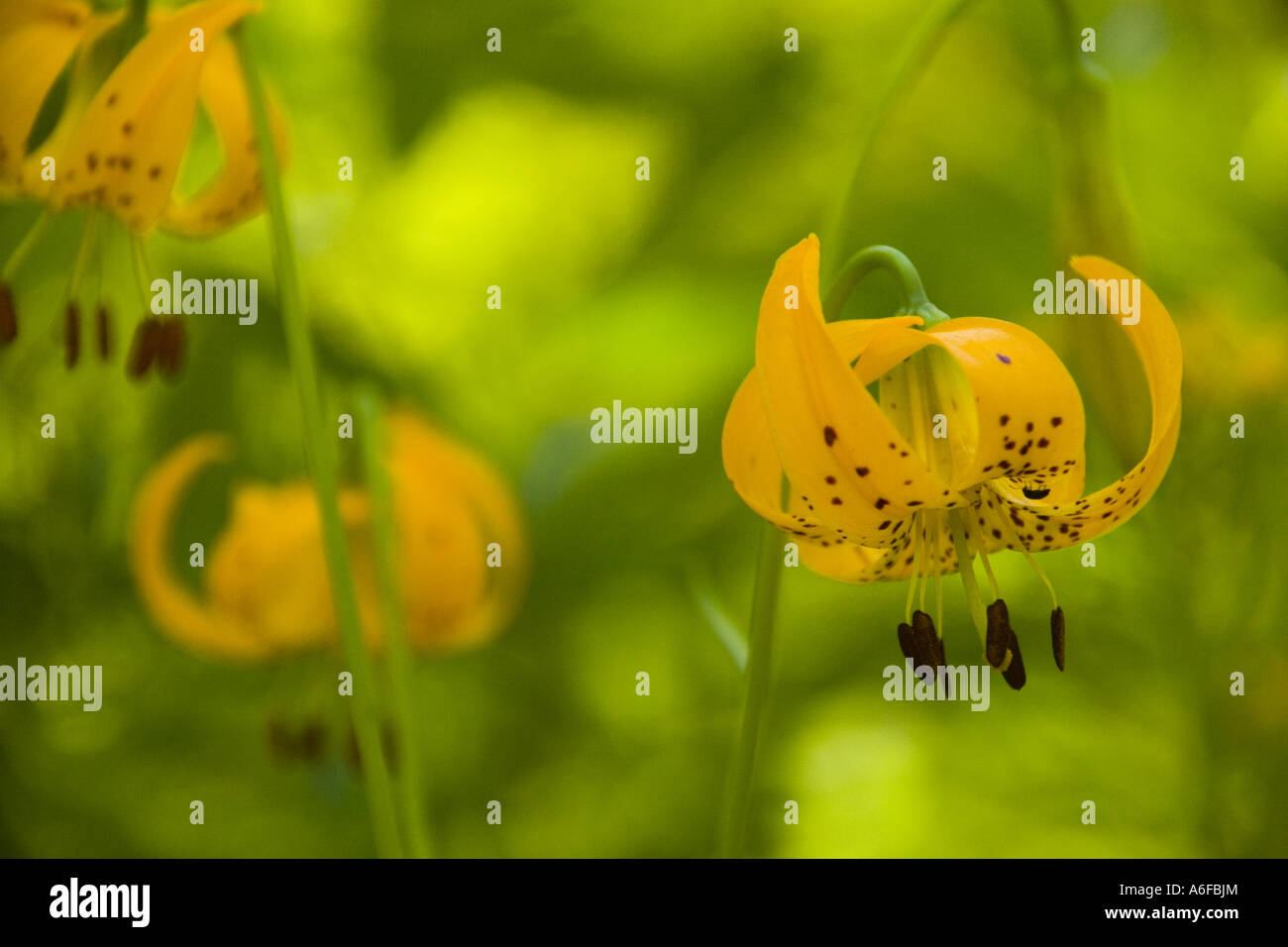 A Tiger Lily flower in Rock Creek Canyon in California Stock Photo - Alamy