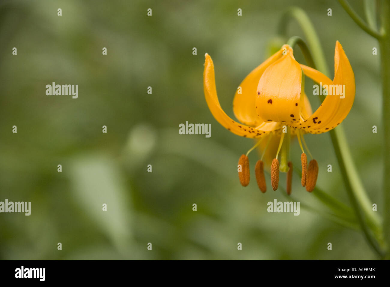 A Tiger Lily flower in Rock Creek Canyon in California Stock Photo - Alamy