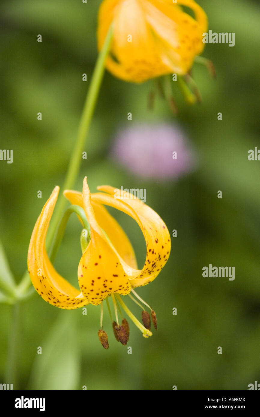 A Tiger Lily flower in Rock Creek Canyon in California Stock Photo - Alamy