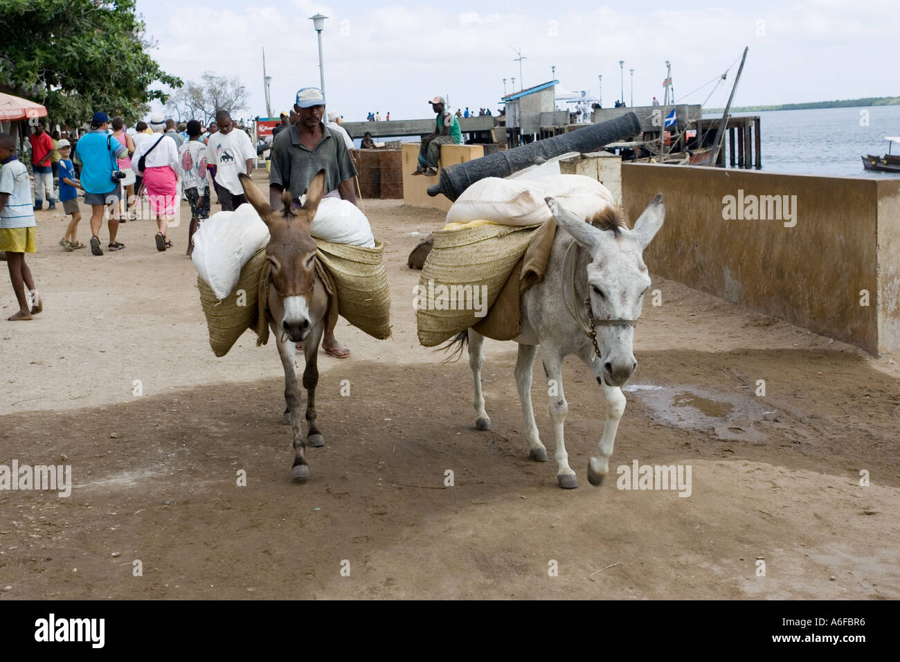 Donkeys carrying loads on waterfront at Lamu Island Kenya No vehicles ...