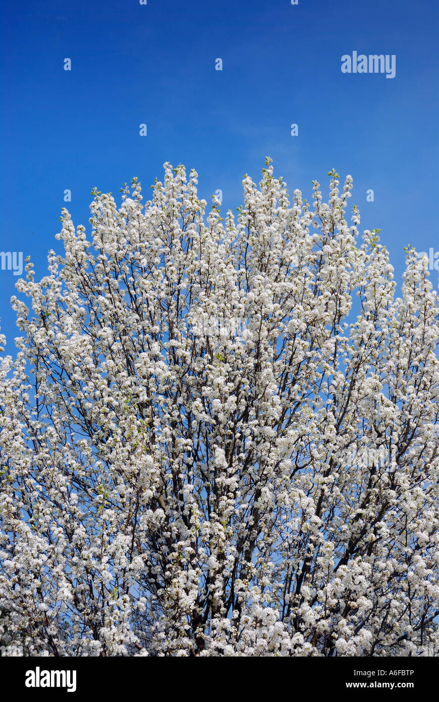 Bradford Pear tree in full bloom early spring Stock Photo - Alamy