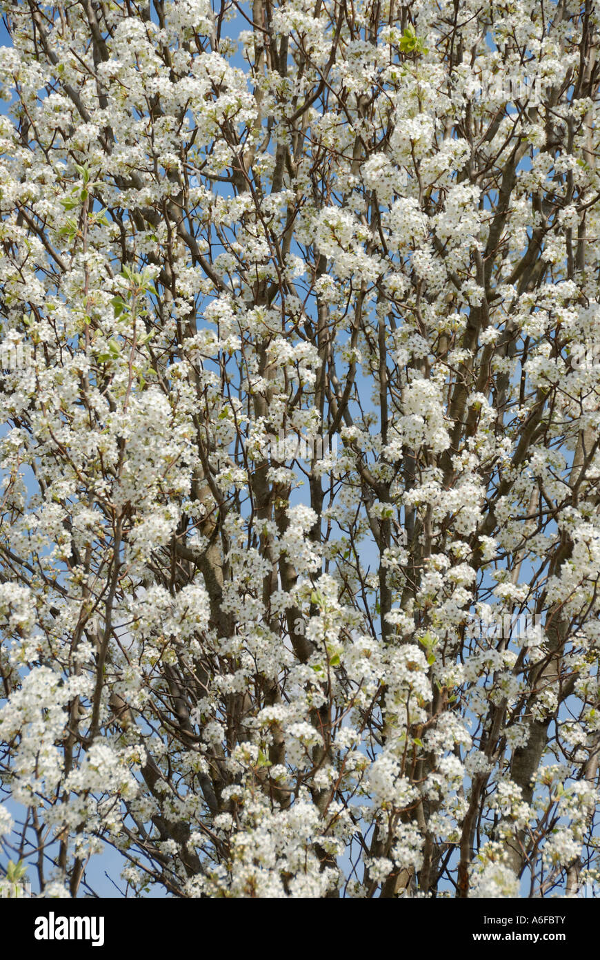 Bradford Pear Tree in full bloom early spring Stock Photo - Alamy