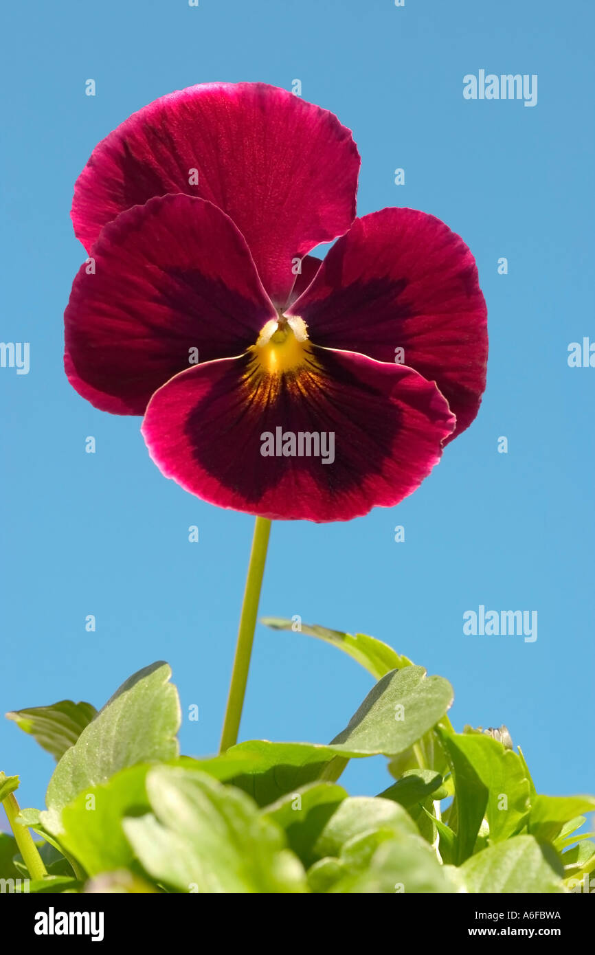 Pansy paper hi-res stock photography and images - Alamy