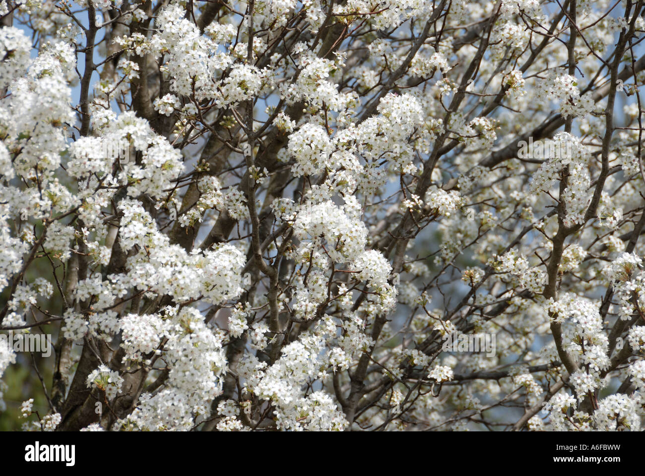 Bradford Pear tree in full bloom early spring Stock Photo - Alamy