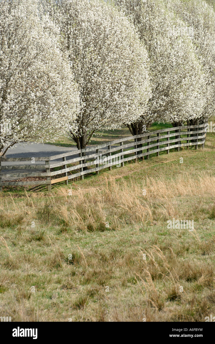 Bradford Pear trees in full bloom early spring Cohutta GA USA Stock ...