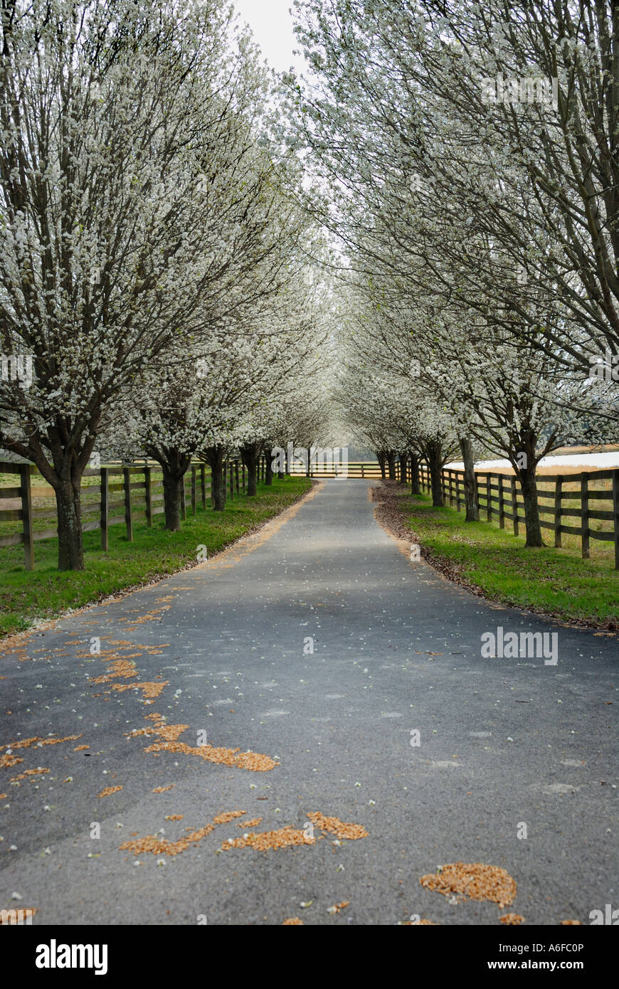 Treelined driveway hi-res stock photography and images - Alamy