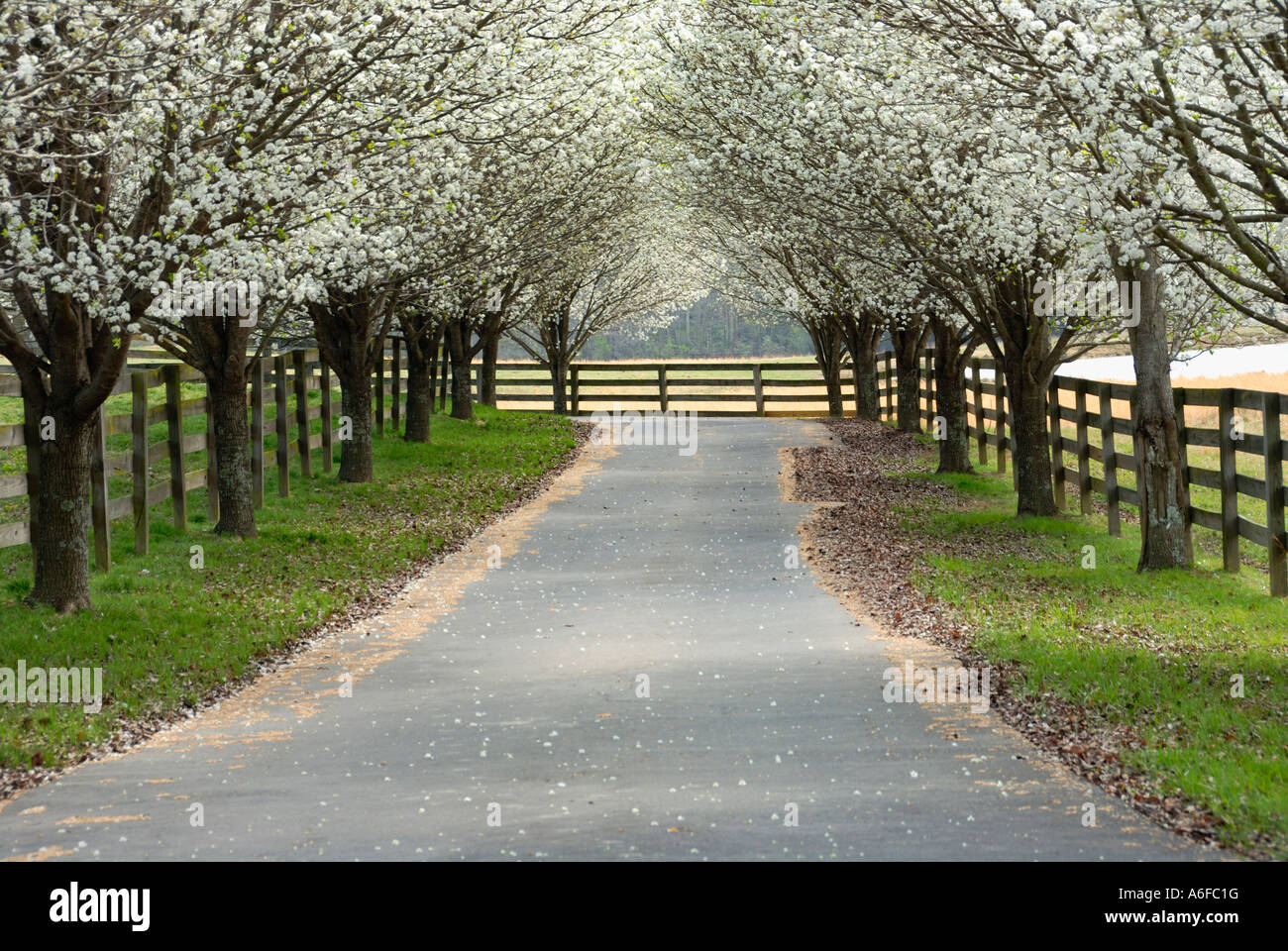 Treelined driveway hi-res stock photography and images - Alamy