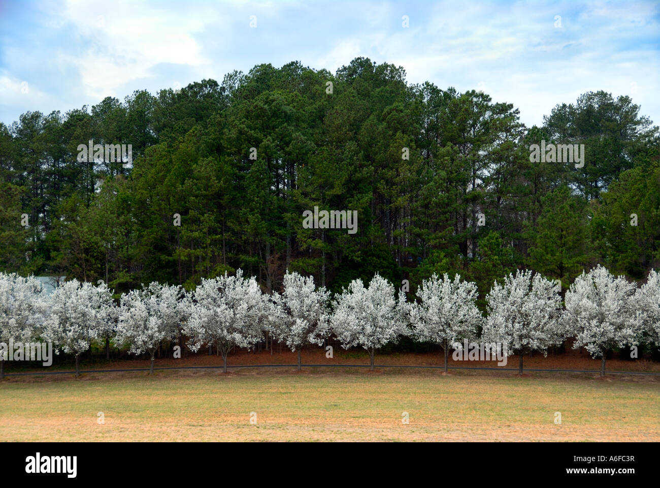 Row of Bradford Pear trees blooming in early spring with a background ...