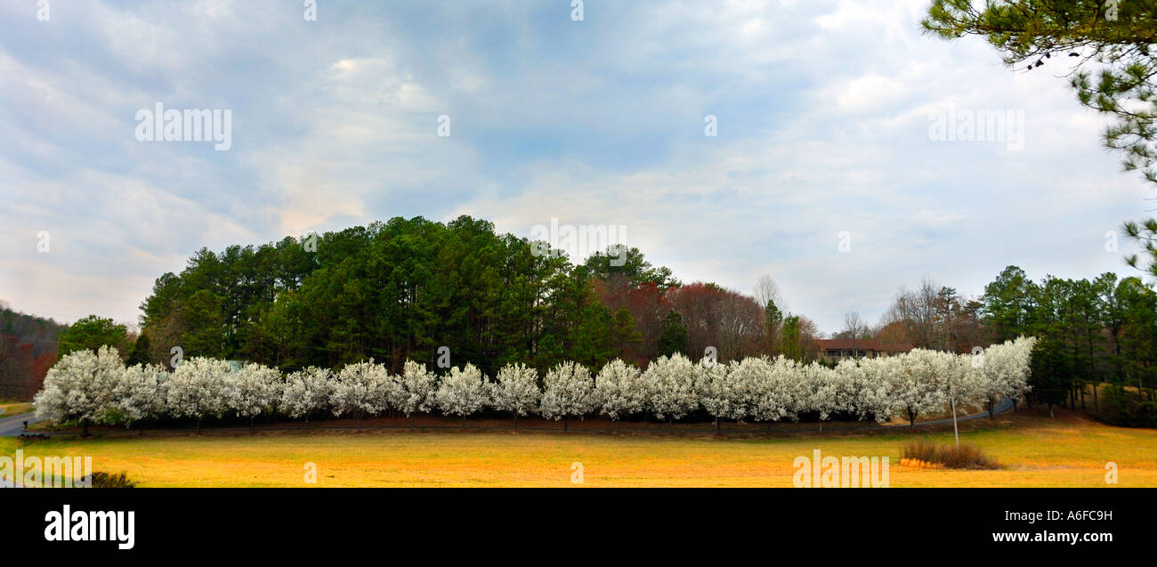Panoramic Spring Landscape Stock Photo - Alamy
