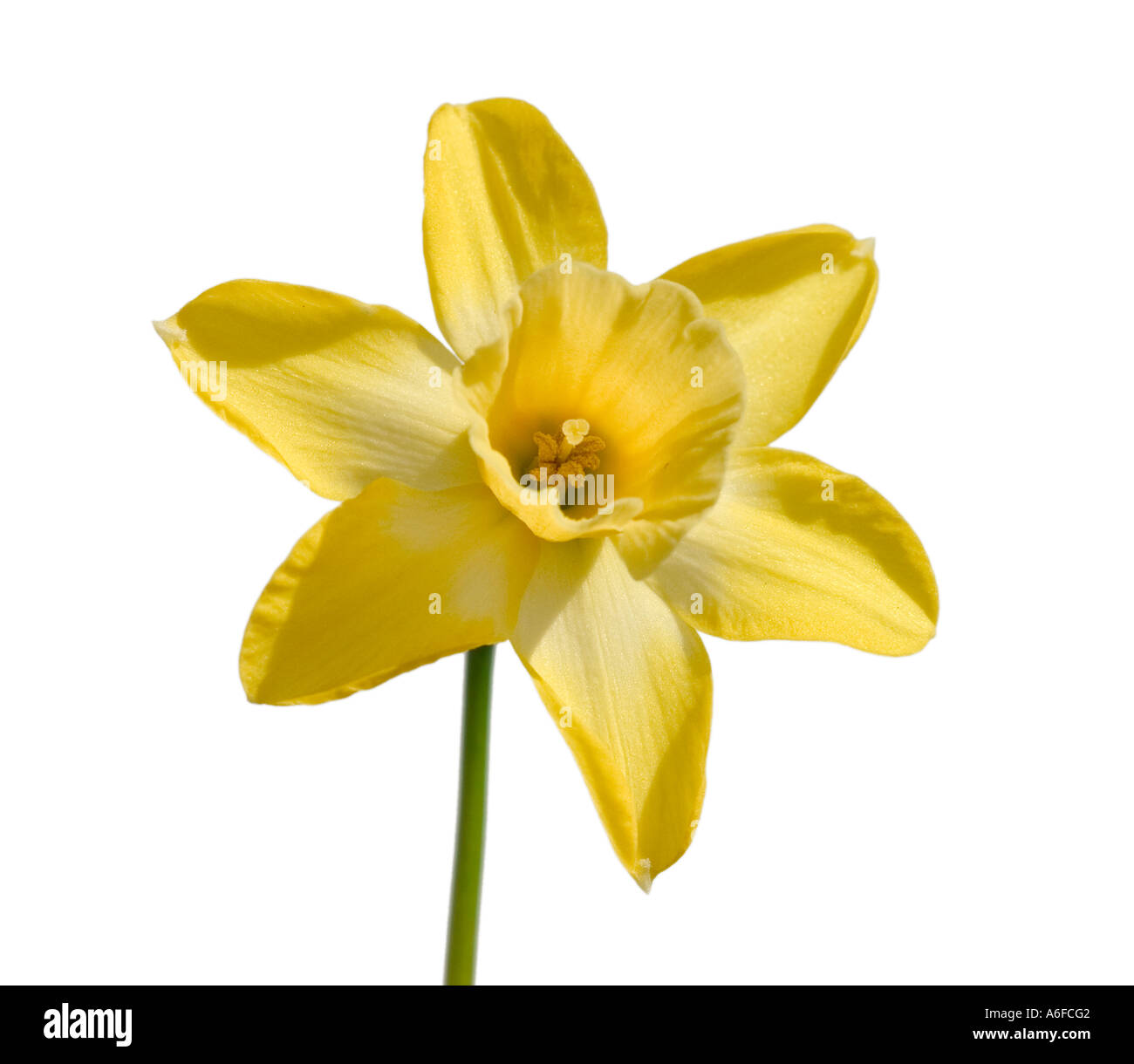 A single stem yellow Daffodil on a white background Stock Photo - Alamy
