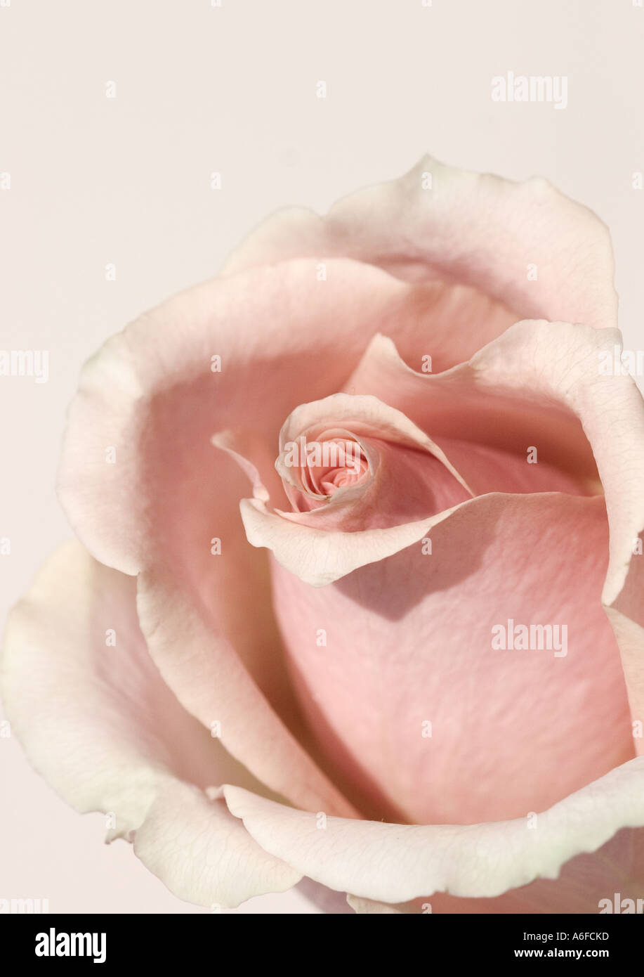 Opening Bud Pink Rose High Resolution Stock Photography and Images - Alamy