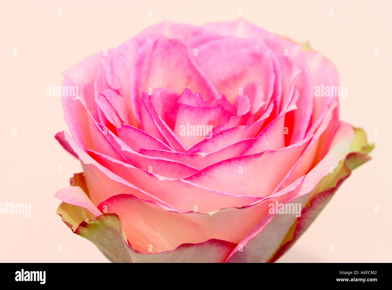 Passionate rose blooms hi-res stock photography and images - Alamy