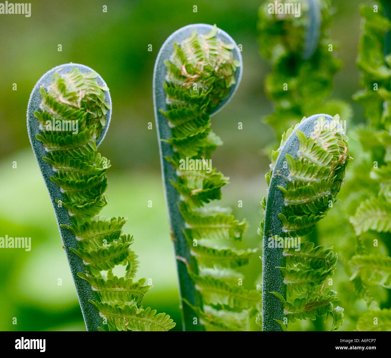 Variegated fern hi-res stock photography and images - Alamy