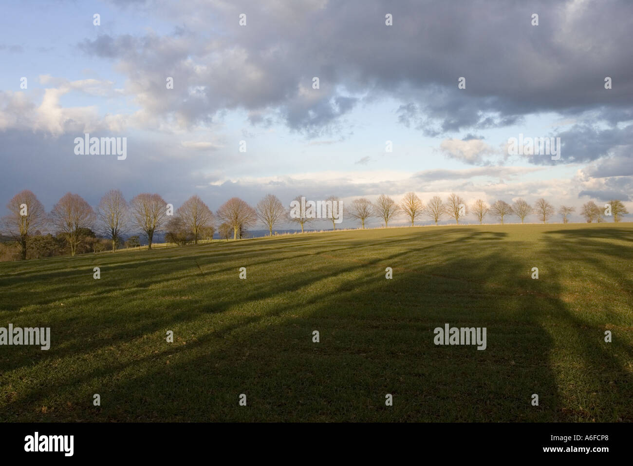 Row of trees in winter silhouetted against storm sky at dusk Cotswolds ...