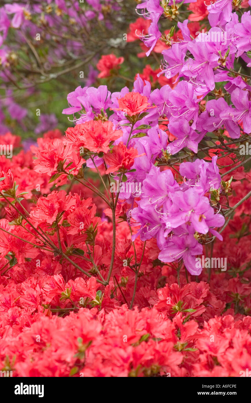 Azaleas blooms flowering shrubs hi-res stock photography and images - Alamy