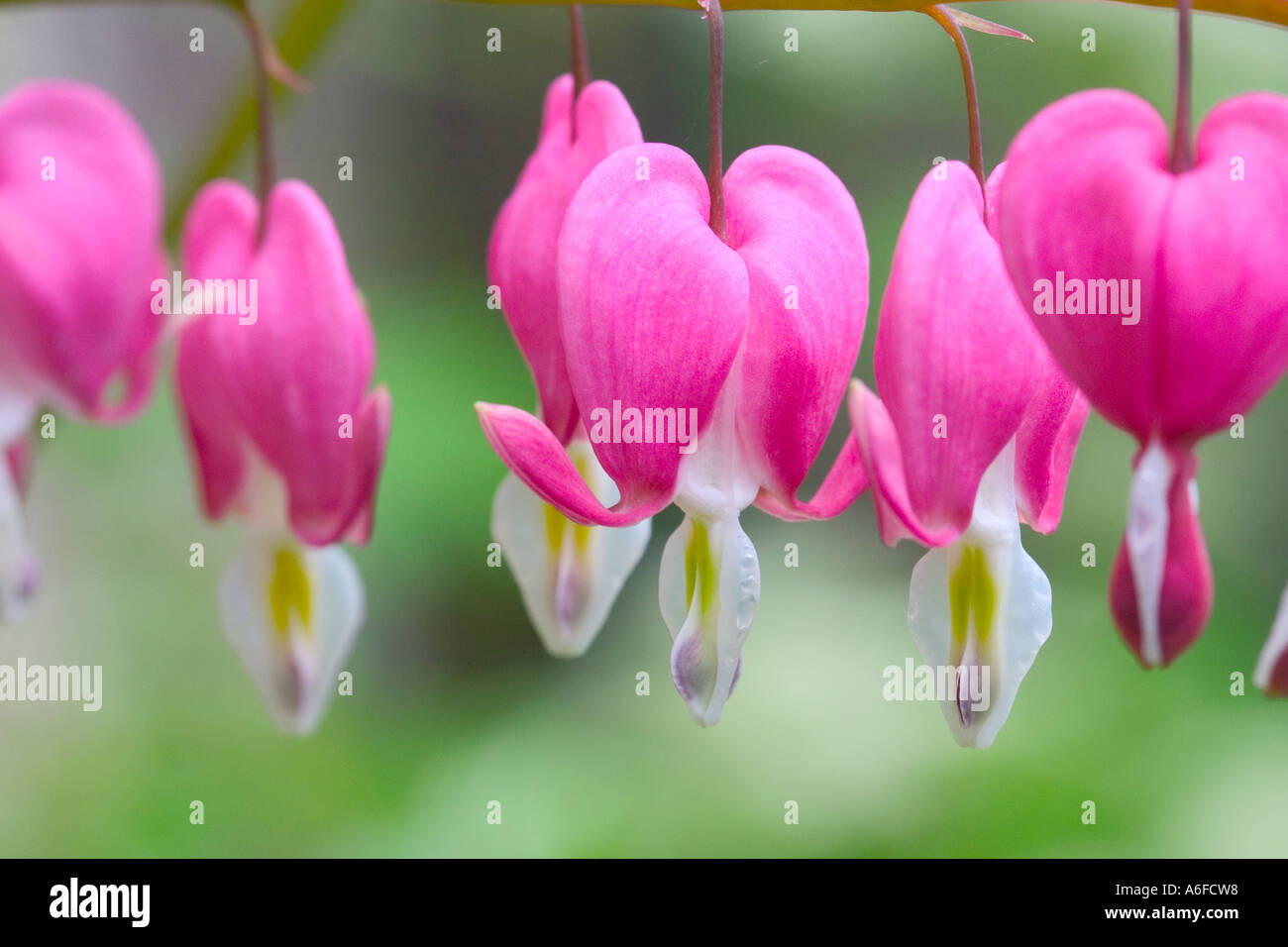 Close up shot of Bleeding heart - Dicentra spectabilis 'Gold heart ...