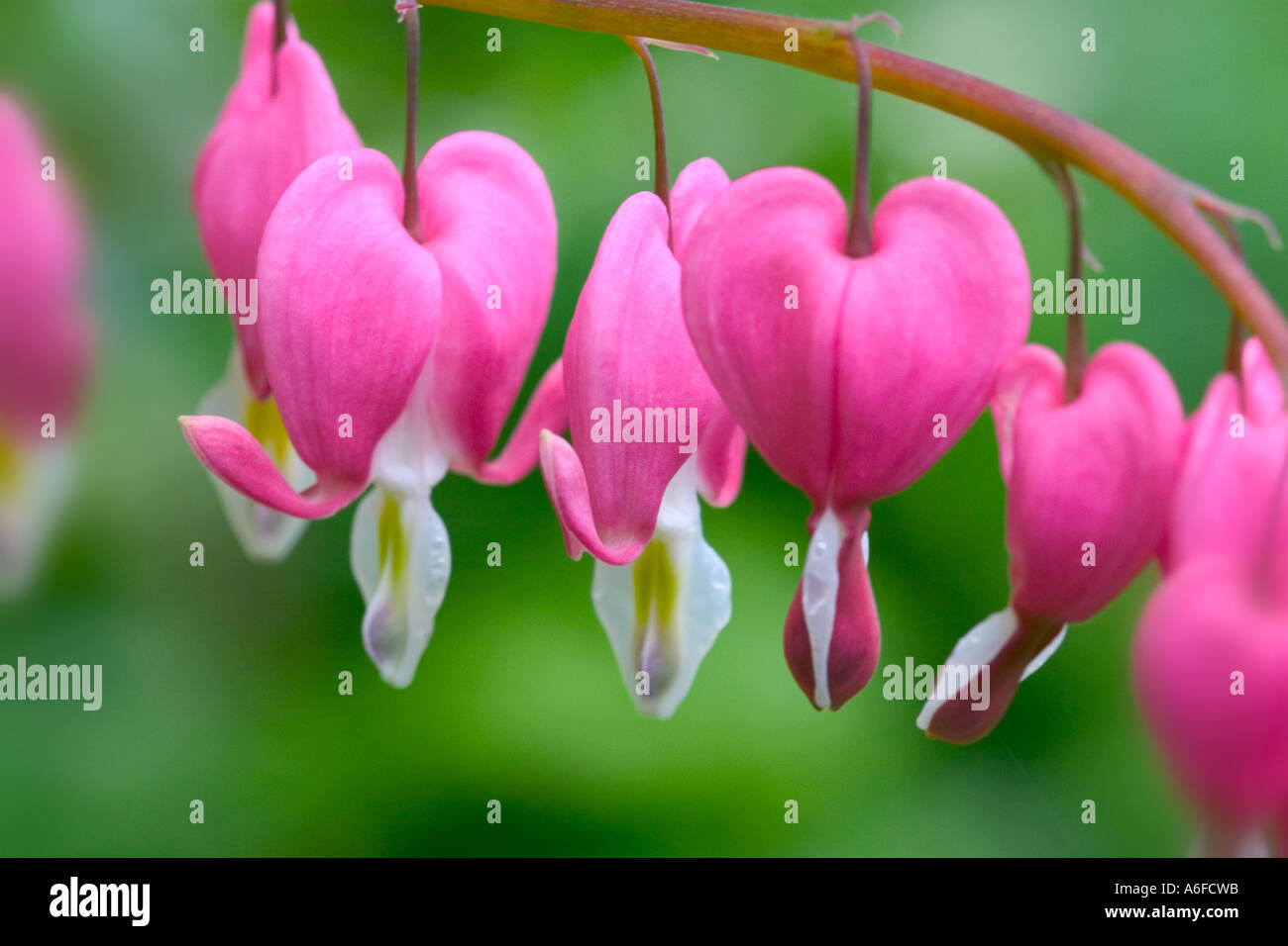 Close up shot of Bleeding heart - Dicentra spectabilis 'Gold heart ...