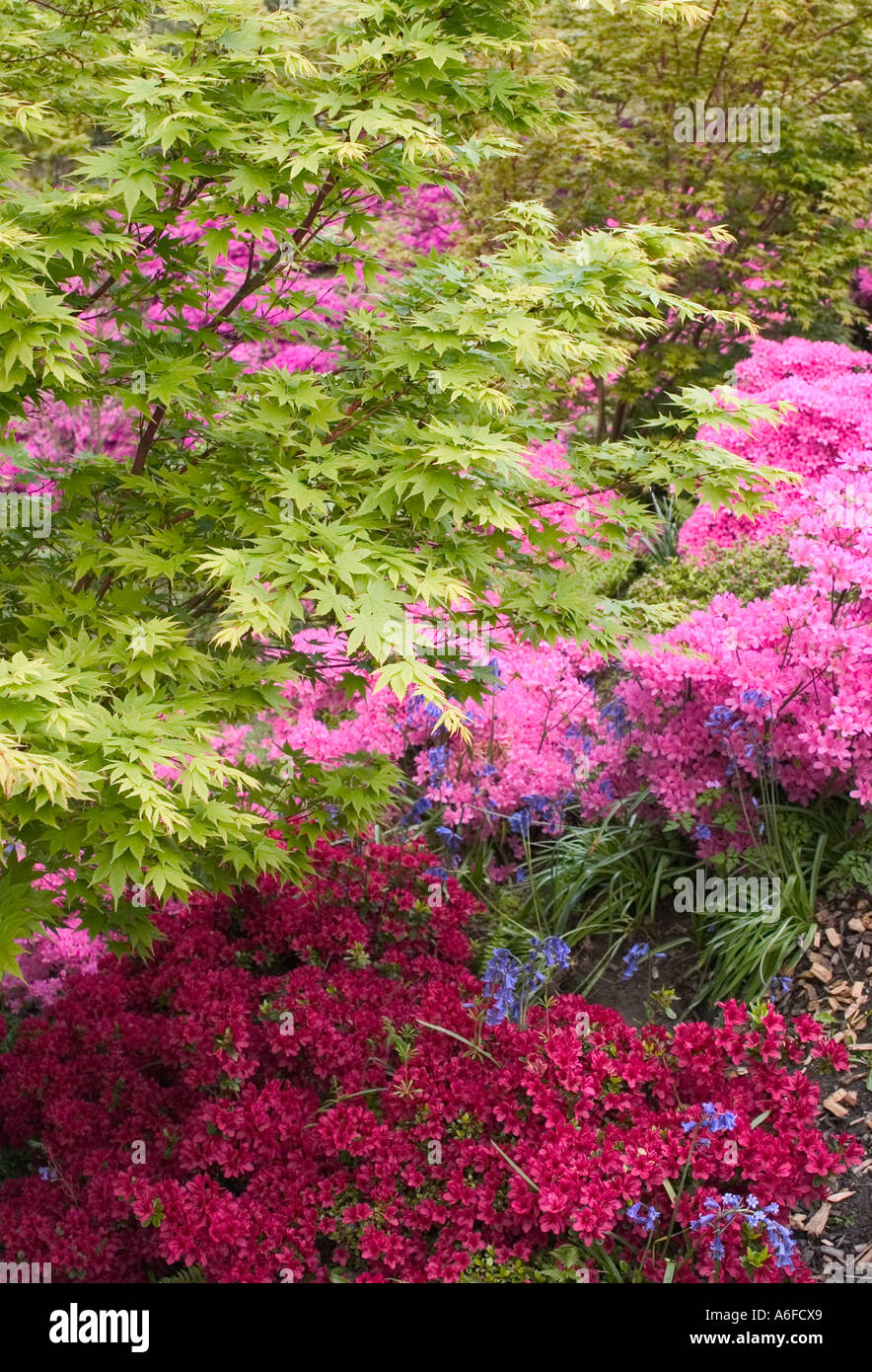 COMMON NAME: Azaleas LATIN NAME: Rhododendron Stock Photo - Alamy