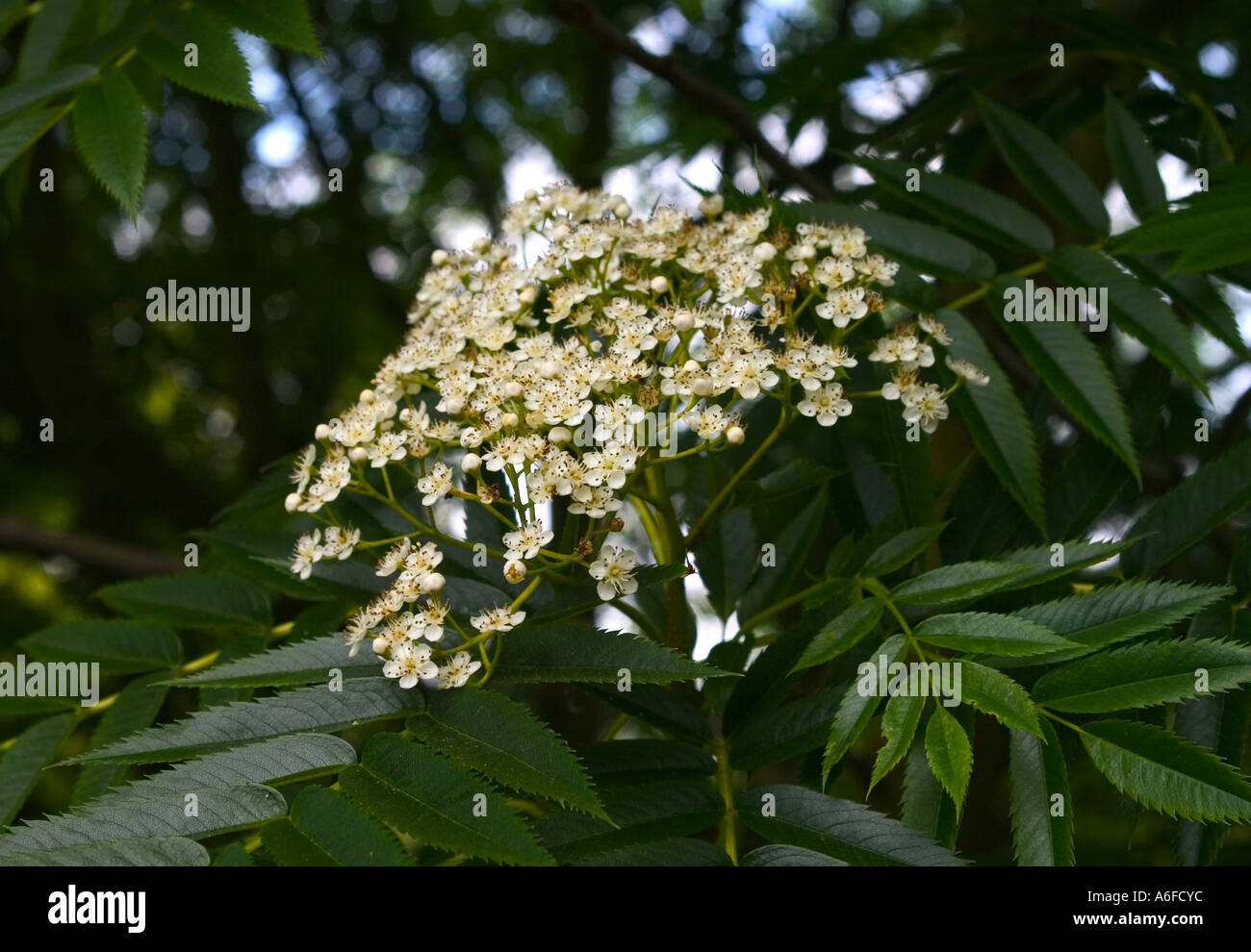 Sorbus commixta japanese rowan tree hi-res stock photography and images ...