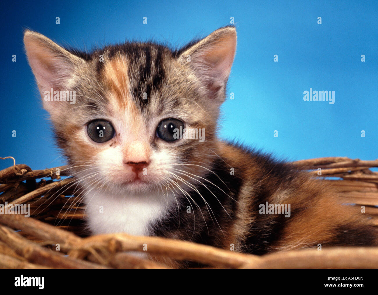 Tortoise shell kitten in basket Stock Photo - Alamy