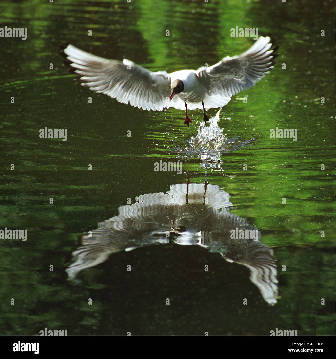 Flying seagull reflecting in the water Stock Photo - Alamy
