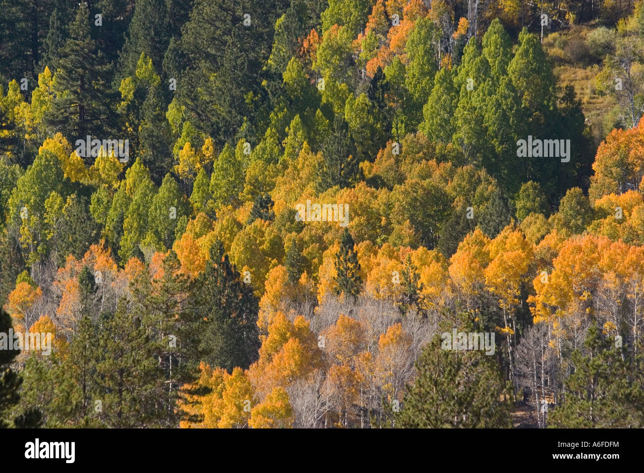 Aspens trees in fall color in Hope Valley California Stock Photo - Alamy