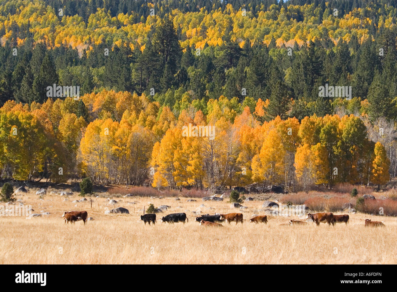 Cows and aspens trees in fall color in Hope Valley California Stock ...