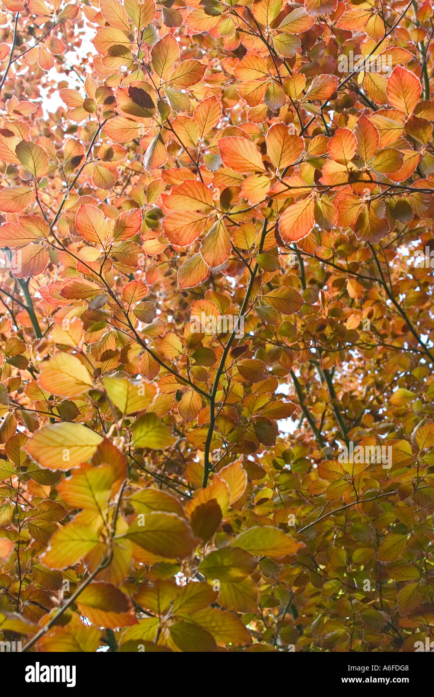 Copper beech trees in fall hi-res stock photography and images - Alamy