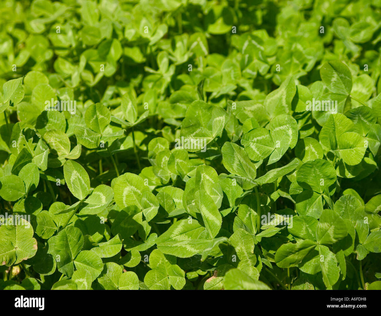 Full bleed shot of Clover 'Trifolium repens' leaves growing wild Stock ...
