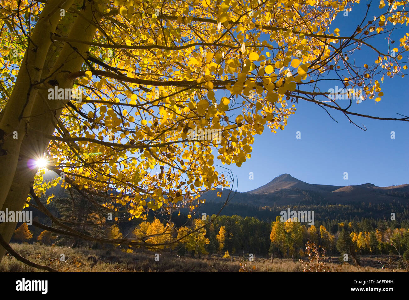 Aspens trees in fall color in Hope Valley California Stock Photo - Alamy