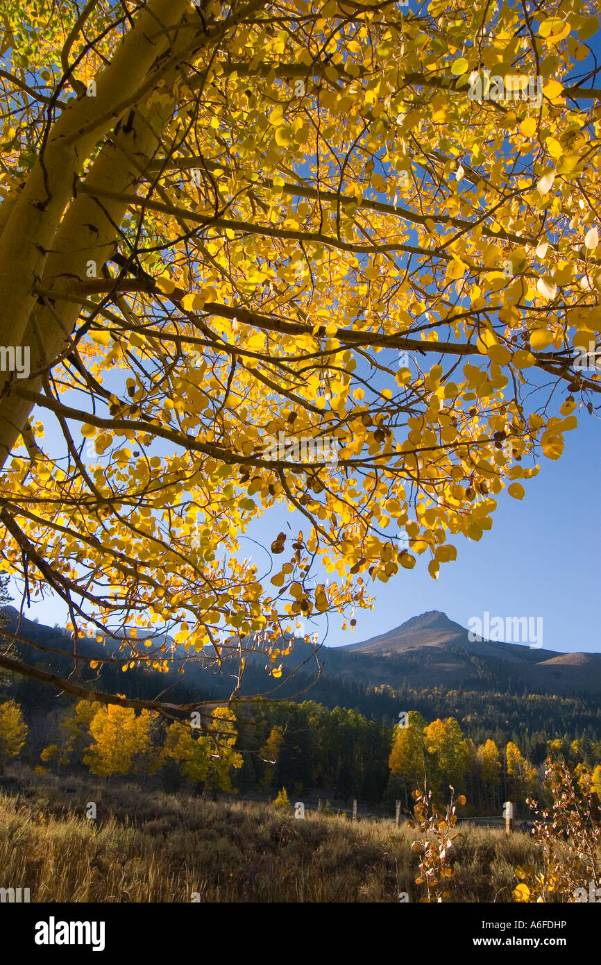 Aspen trees in fall color in Hope Valley California Stock Photo - Alamy