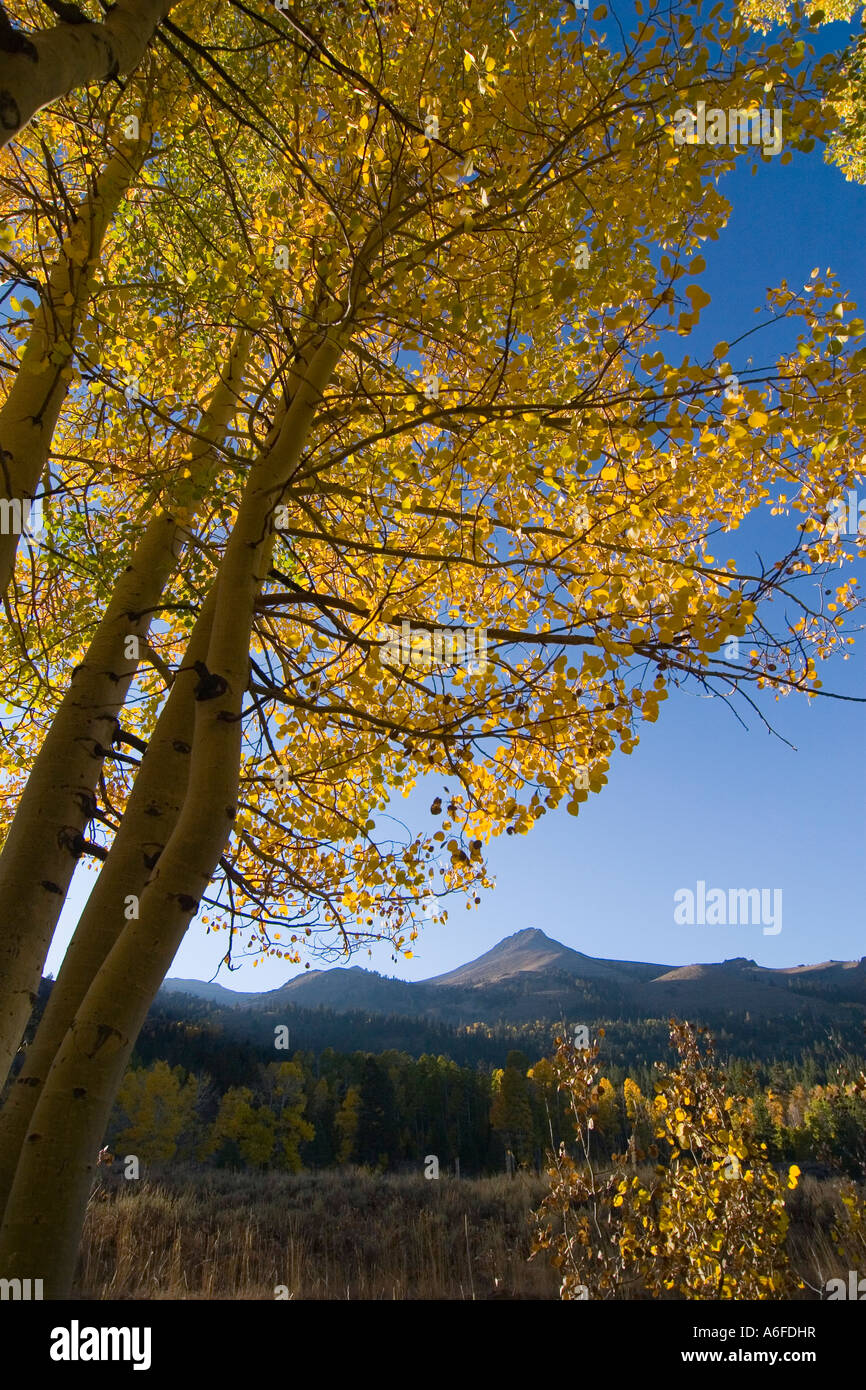 Aspen trees in fall color in Hope Valley California Stock Photo - Alamy