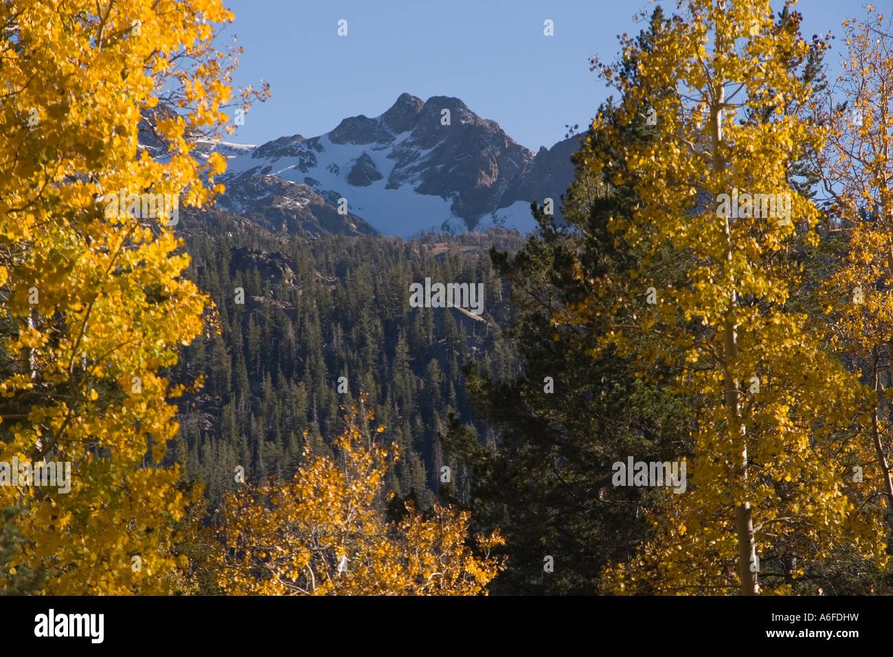 Aspen trees in fall color and a snowy mountain near Kirkwood California ...