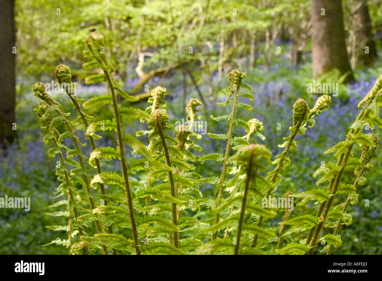 Variegated fern hi-res stock photography and images - Alamy