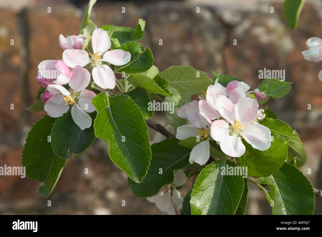 Apple george cave hi-res stock photography and images - Alamy