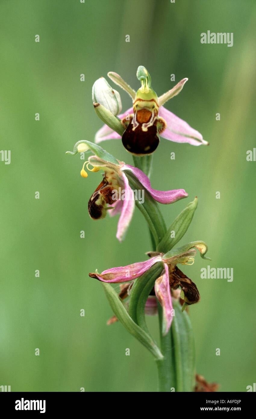 Insect flower plant hi-res stock photography and images - Alamy
