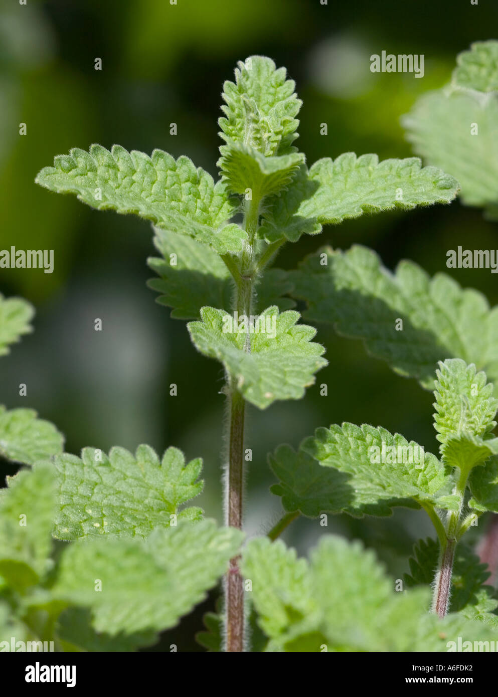 Close up shot of Catmint 'Nepeta' leaves Stock Photo - Alamy