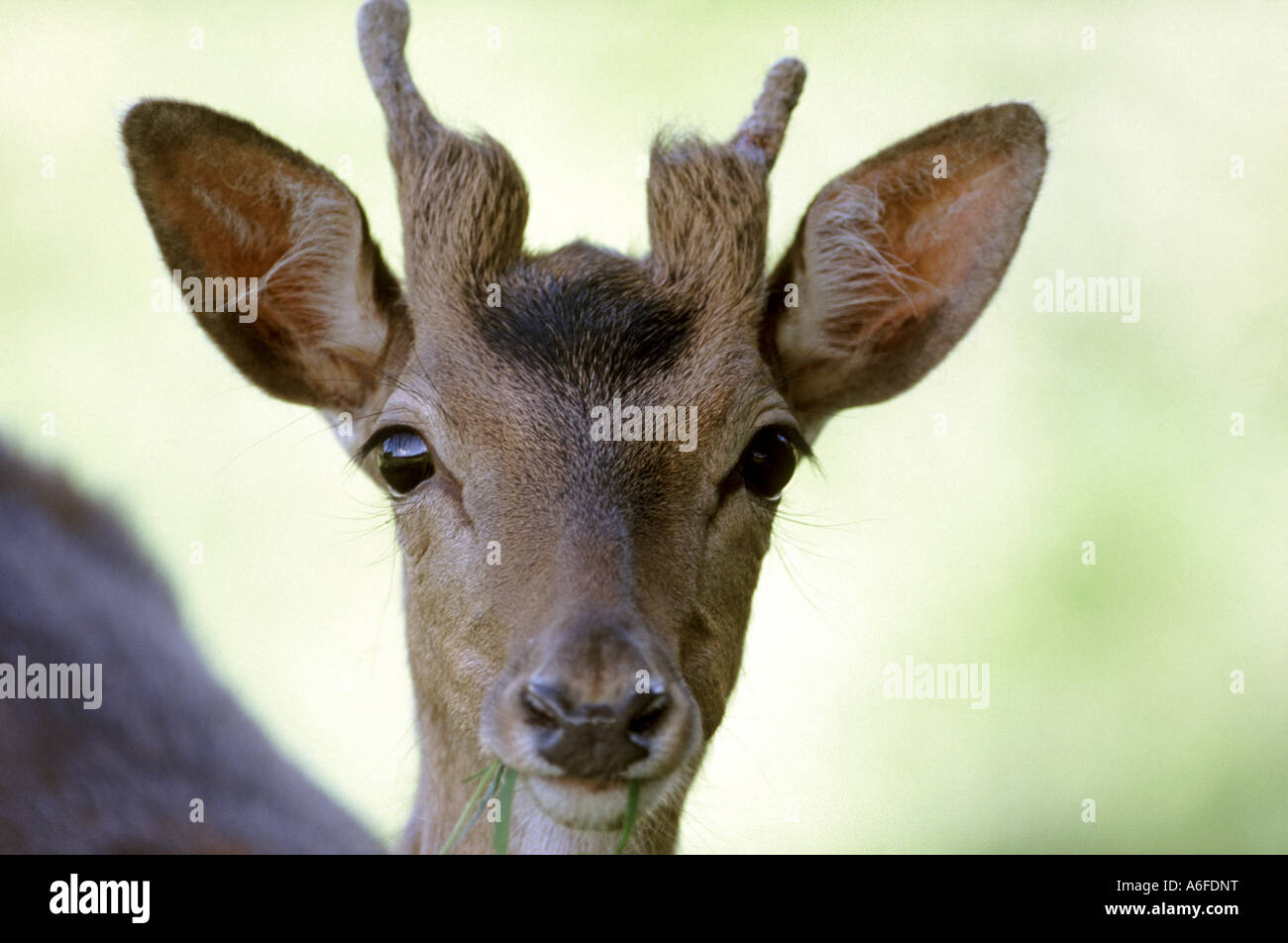 Deer close up nose hi-res stock photography and images - Alamy