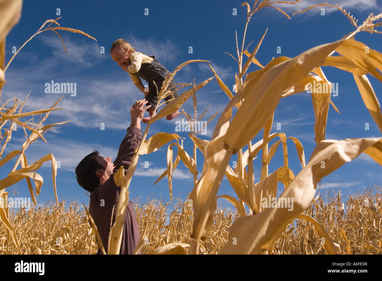 Baby corn farming hi-res stock photography and images - Alamy