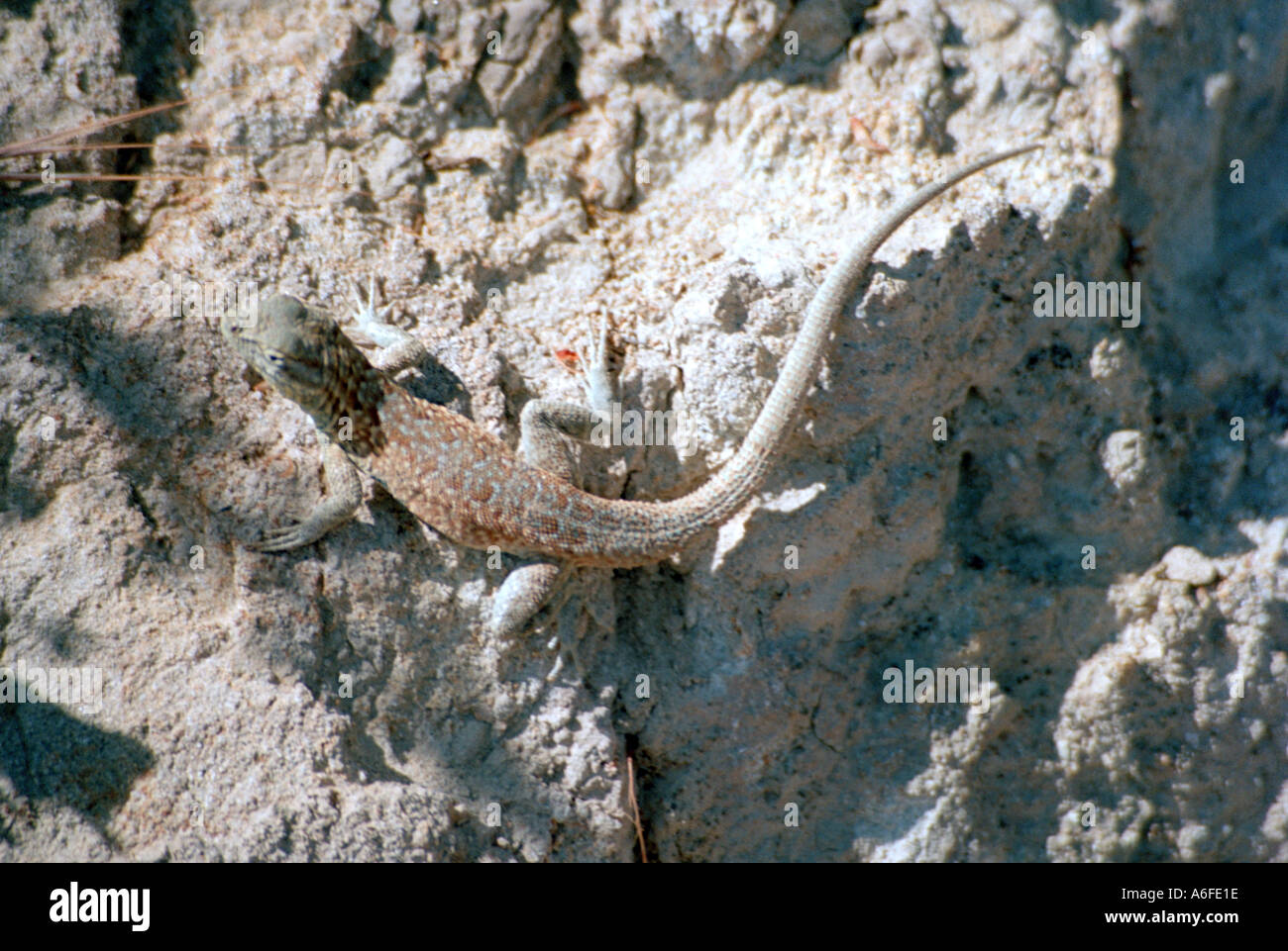 Chameleon camouflage patterns hi-res stock photography and images - Alamy