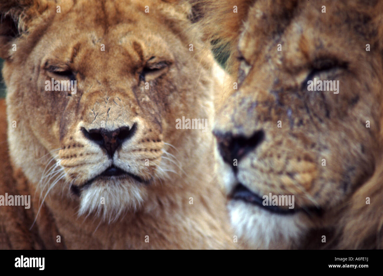 Mammal history hi-res stock photography and images - Alamy