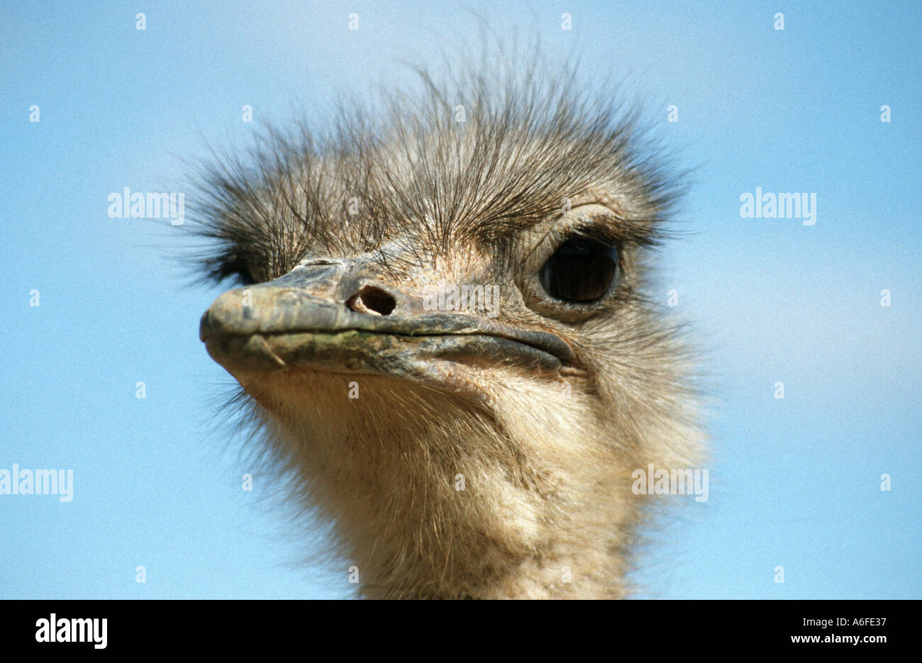 Close up of an ostrich staring Karoo South Africa Stock Photo - Alamy