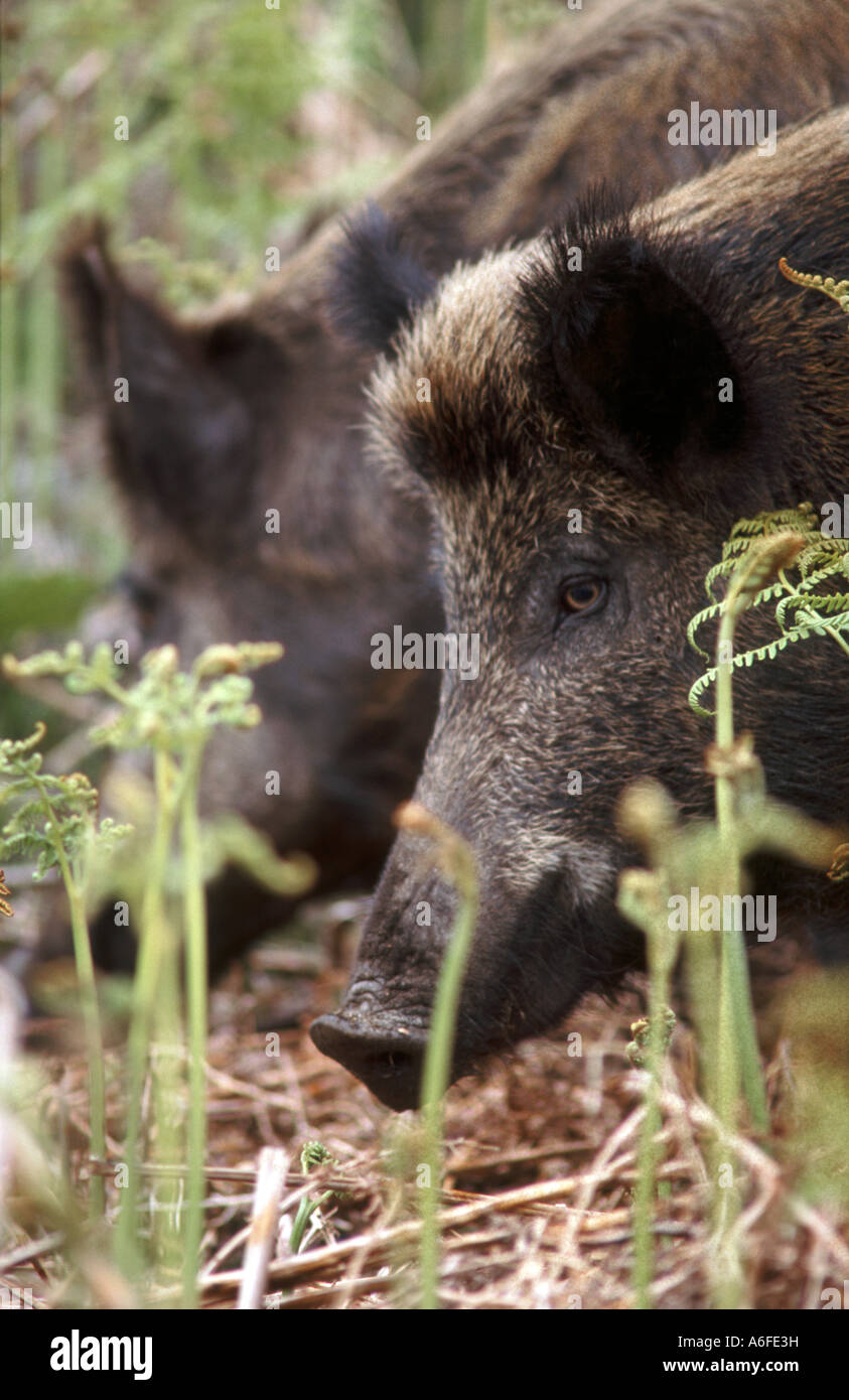 close up of wild boar sus scrofa scotland uk Stock Photo - Alamy