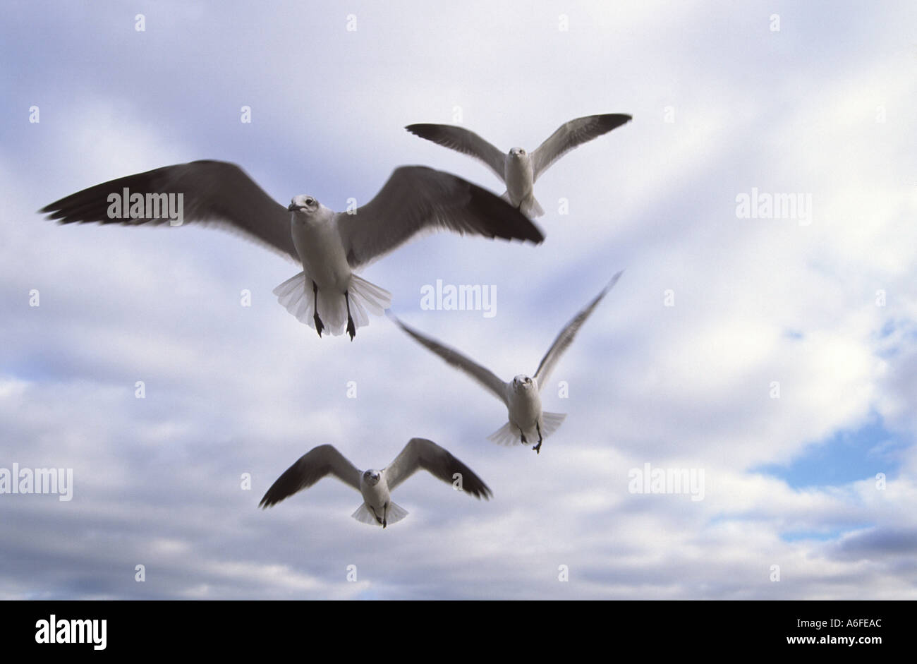 Wings aloft hi-res stock photography and images - Alamy