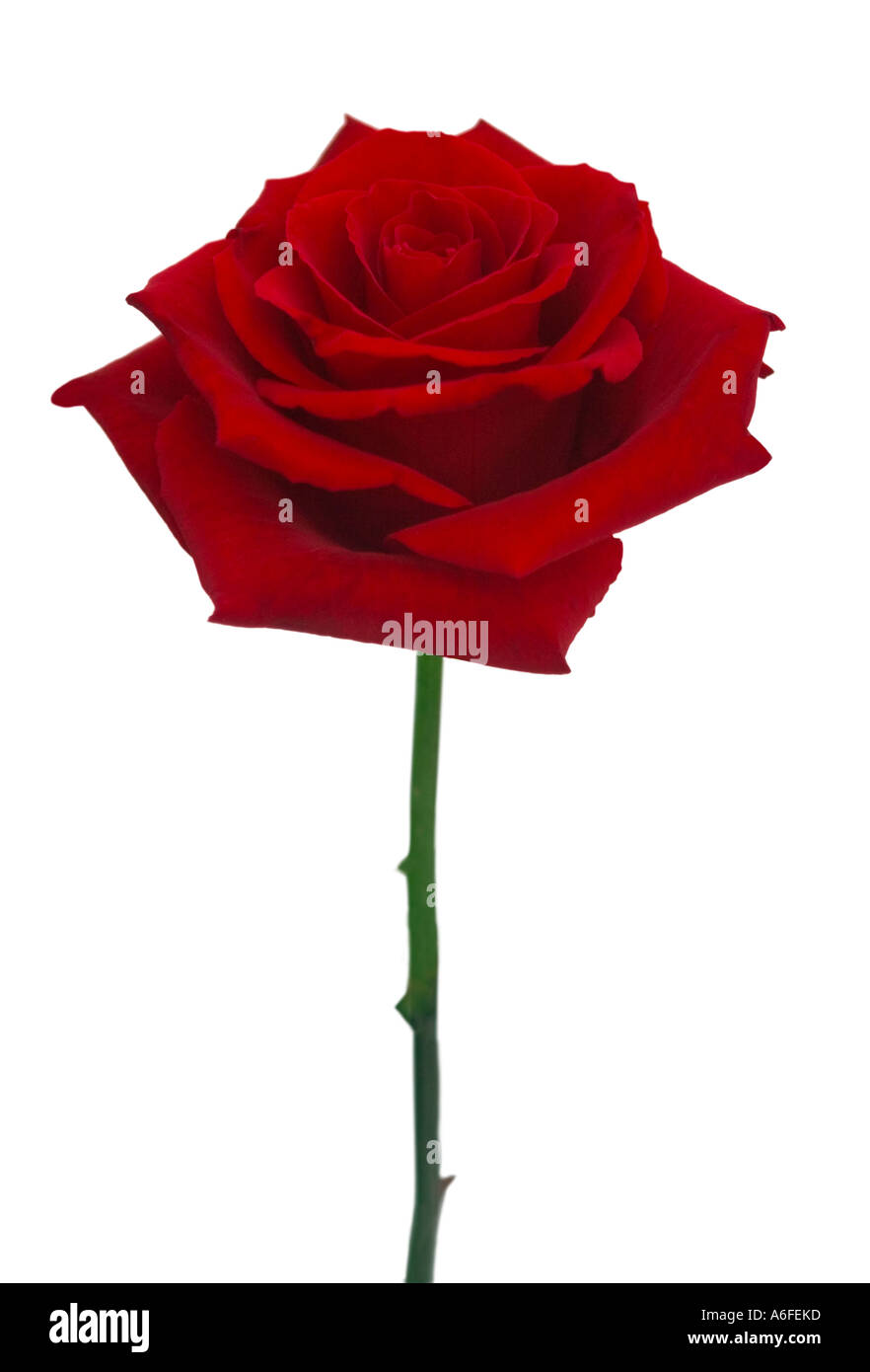 Red rose cut out hi-res stock photography and images - Alamy