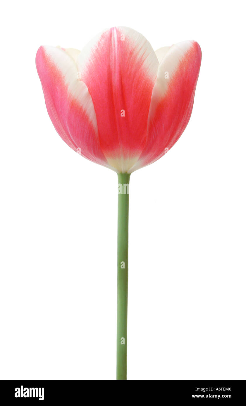 Single flower heads hi-res stock photography and images - Alamy