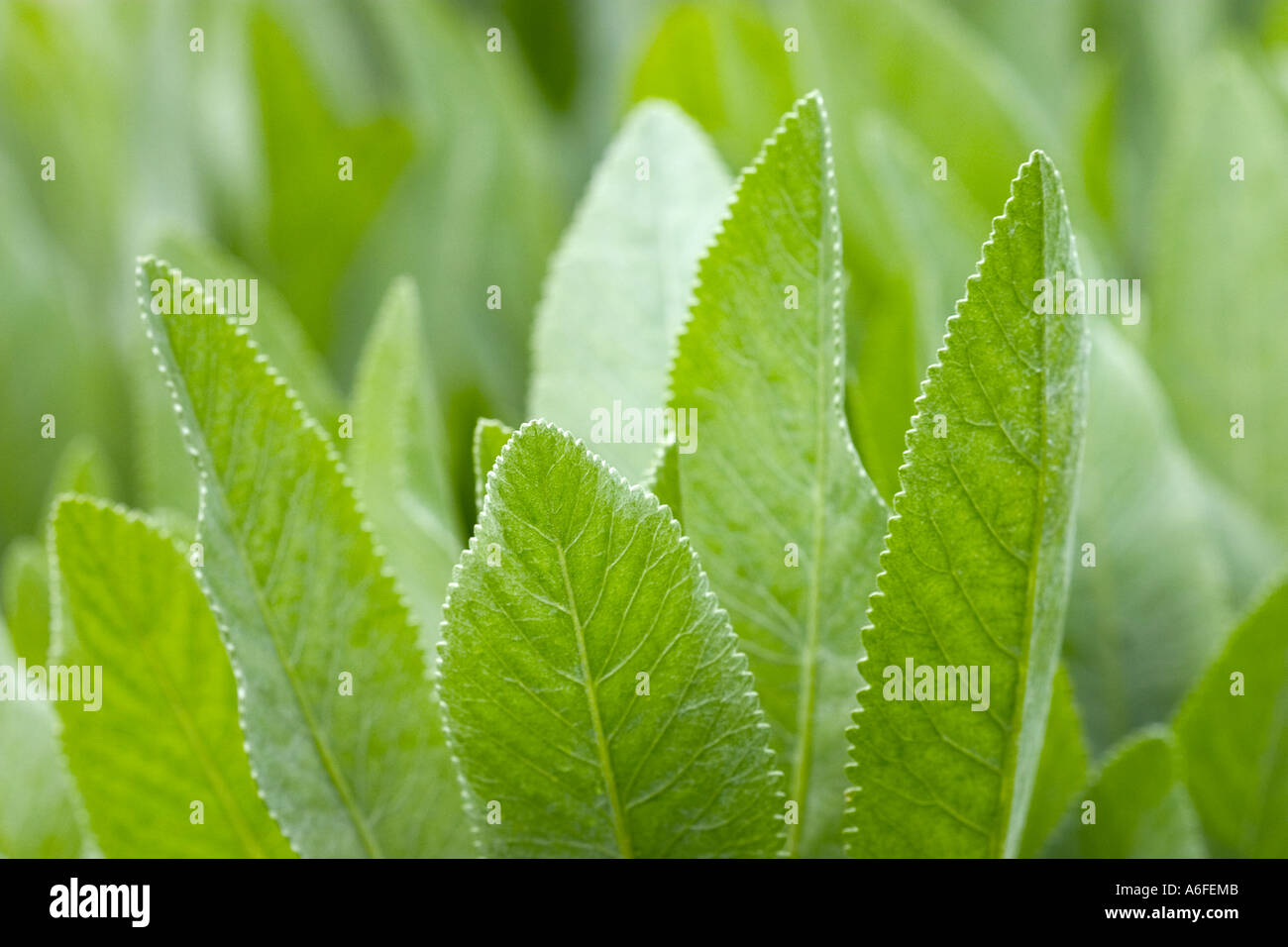 Close up shot of Camphor leaves 'Cinnamonum camphora' Stock Photo - Alamy