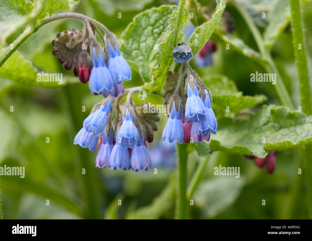 Symphytum leaves hi-res stock photography and images - Alamy