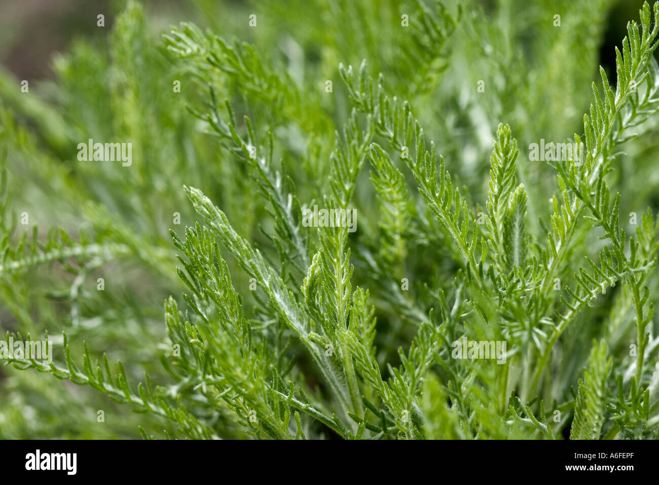 Cotten hi-res stock photography and images - Alamy